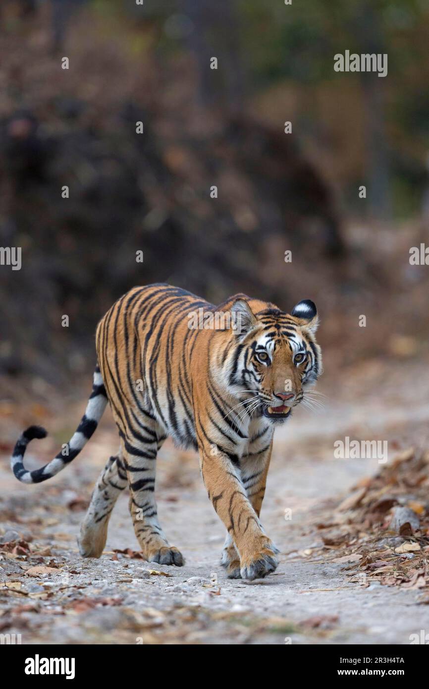 Bengal tiger (Panthera tigris tigris), Royal Bengal tiger, tiger ...