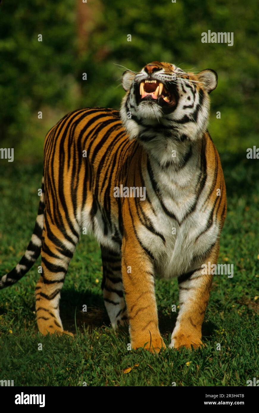 Tiger (Panthera tigris), big cats, predators, mammals, animals, Tiger ...