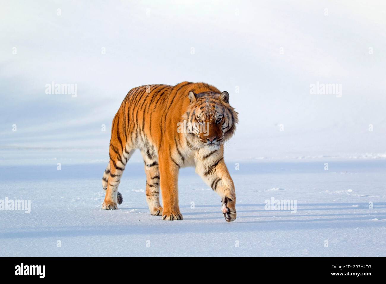 Siberian tiger (Panthera tigris altaica), Siberian tiger, Amur tiger ...