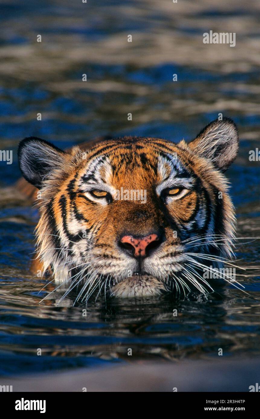 Indochinese tiger, Hind Indian tiger, Corbett tiger, Indochinese tigers ...