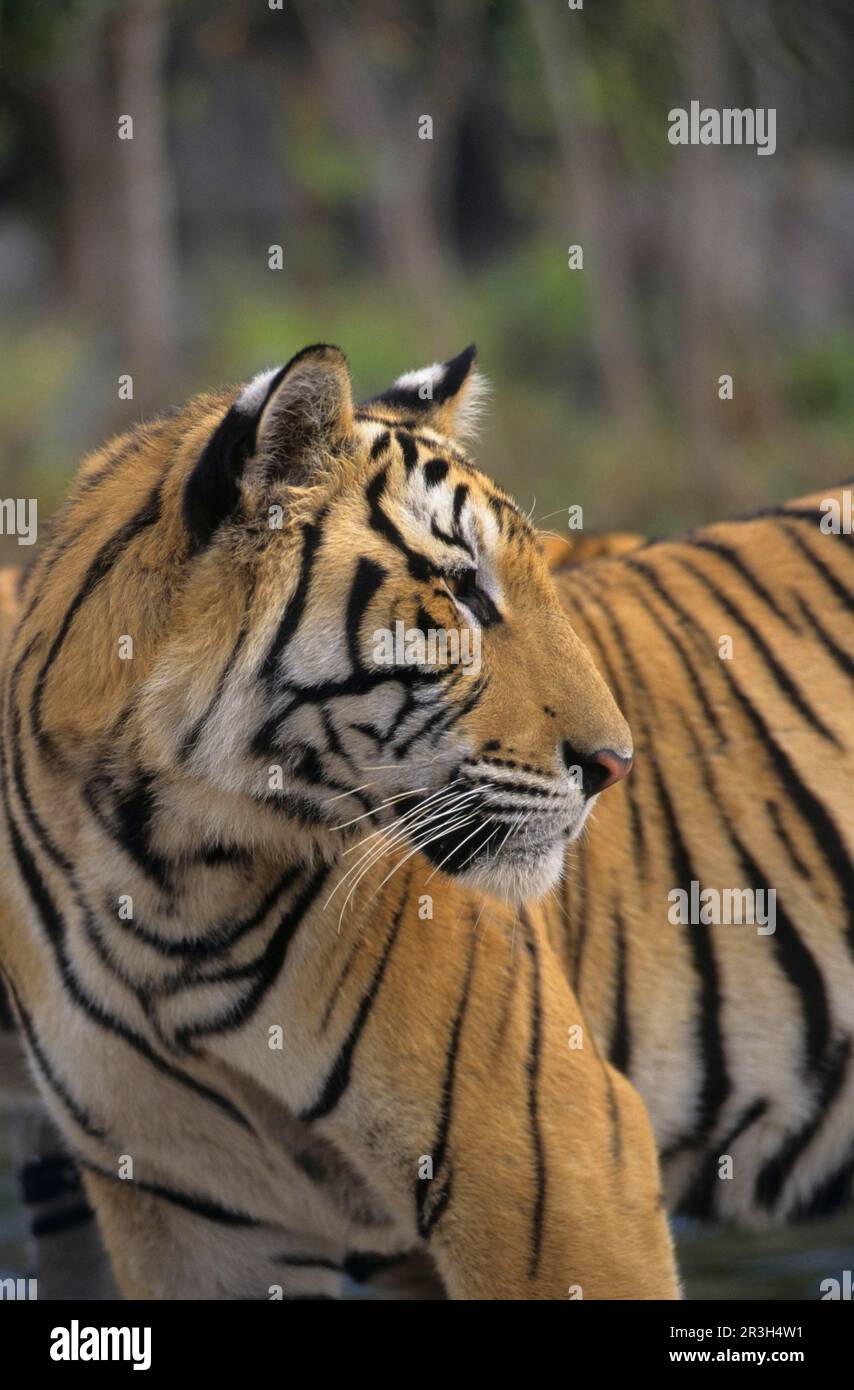 Indochinese tiger, Hind Indian Tiger, Corbett Tiger, Indochinese Tigers ...