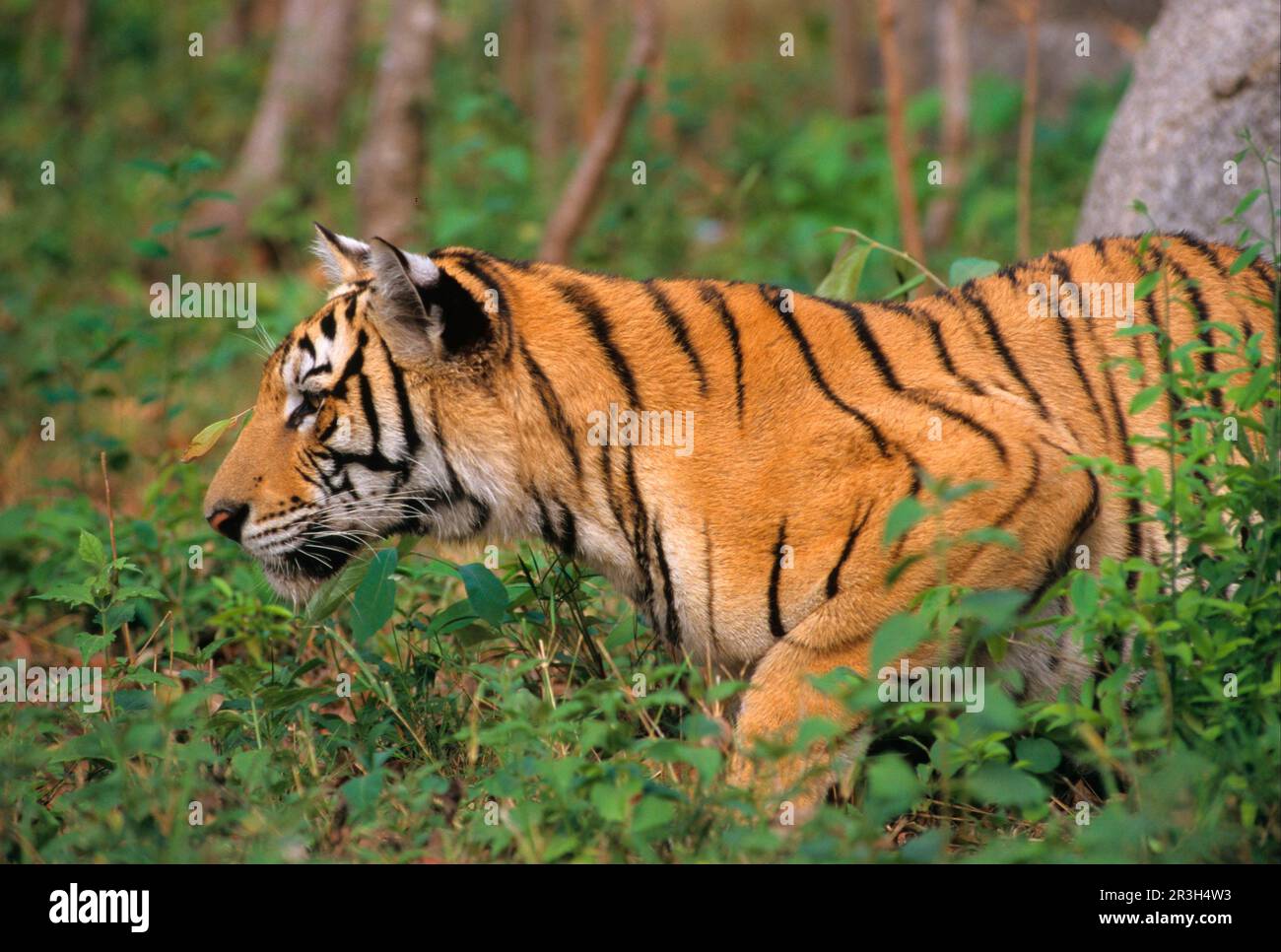 Indochinese tiger (Panthera tigris corbetti), Hind-Indian Tiger ...