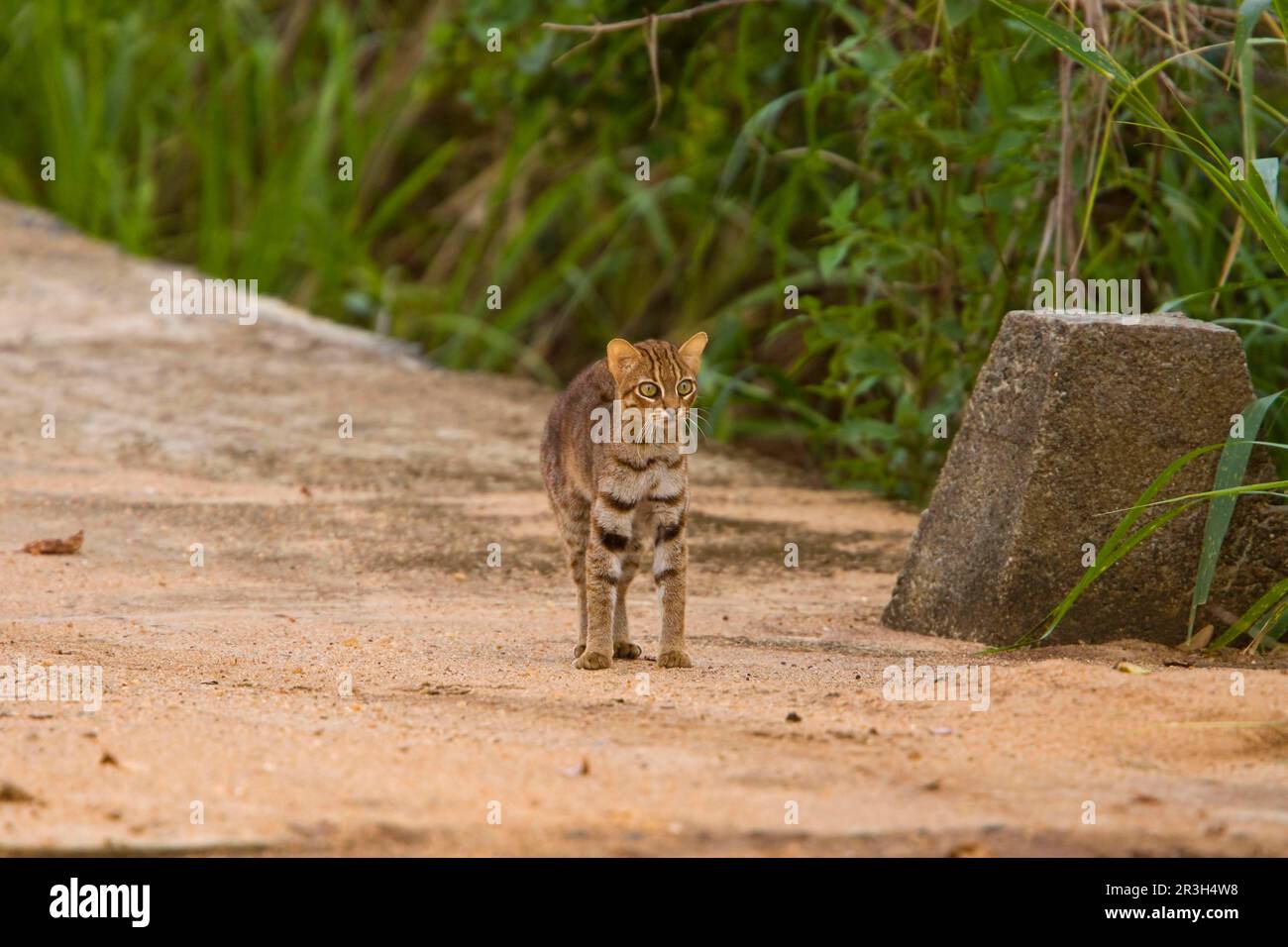 Rust-spotted rusty-spotted cat (Prionailurus rubiginosus), adult female ...