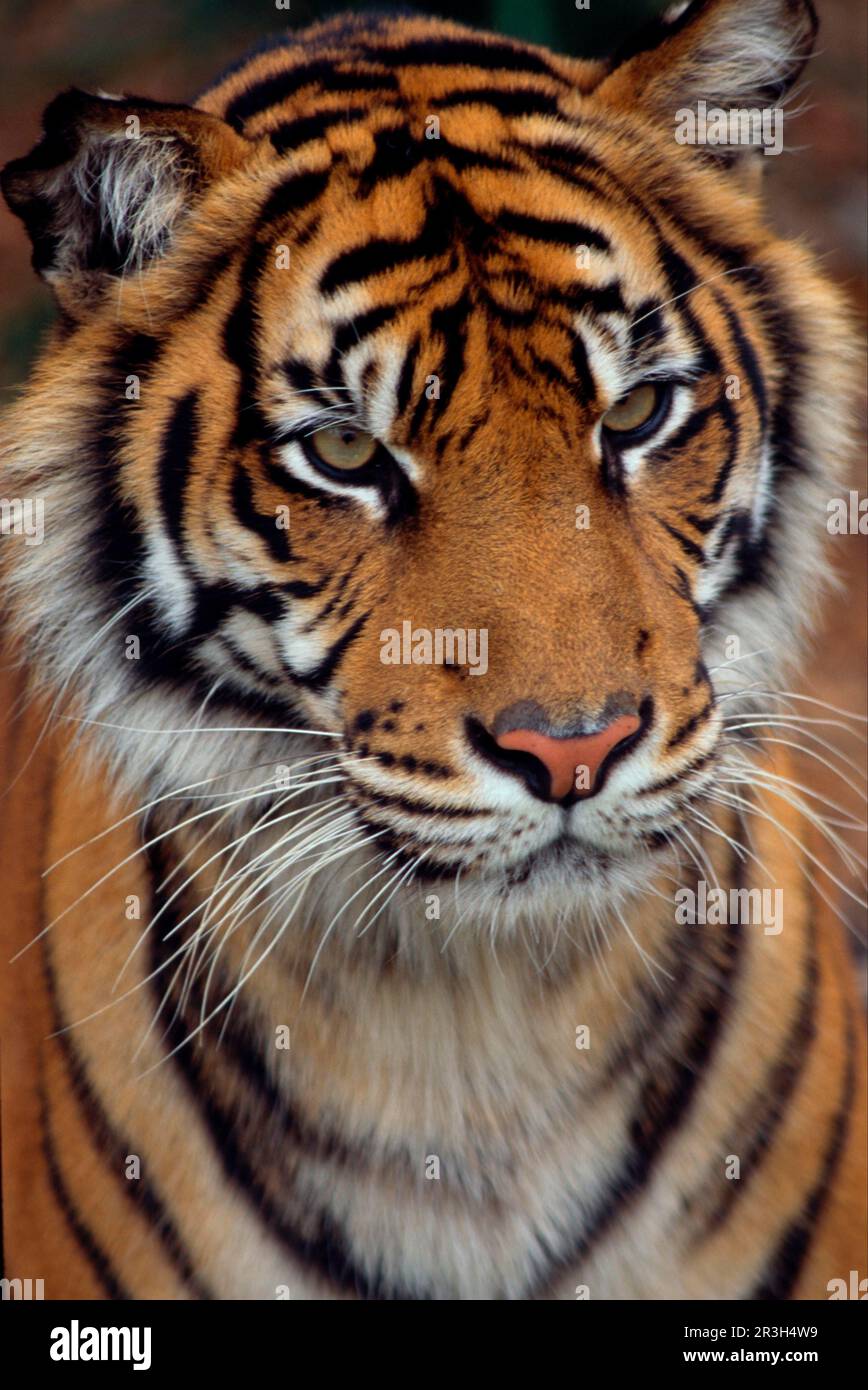 Sumatran tiger (Panthera tigris sumatrae) 02 Close-up of the head (S ...