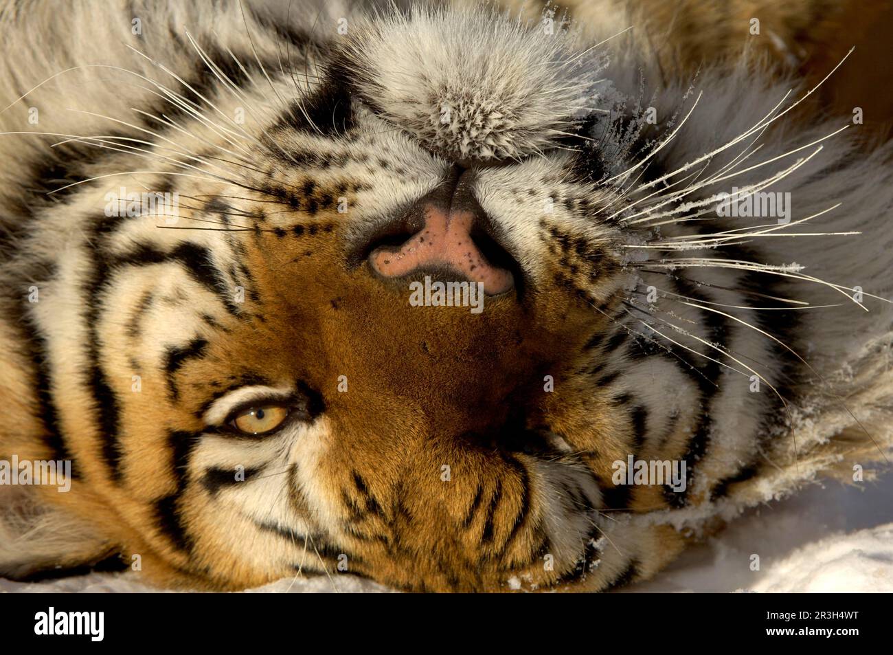 Siberian tiger (Panthera tigris altaica), Siberian tiger, Amur tiger, tiger, big cats, predators ...