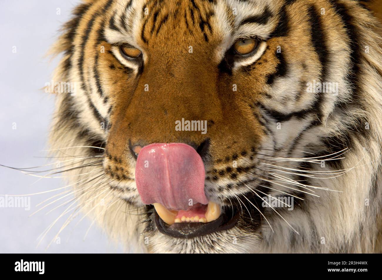 Siberian tiger (Panthera tigris altaica), Siberian tiger, Amur tiger ...
