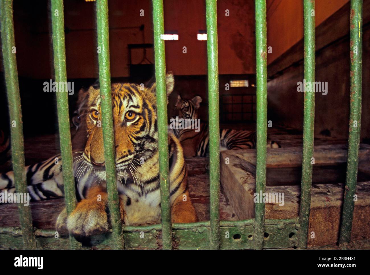 Indochinese tiger (Panthera tigris corbetti), Hind-Indian Tiger ...