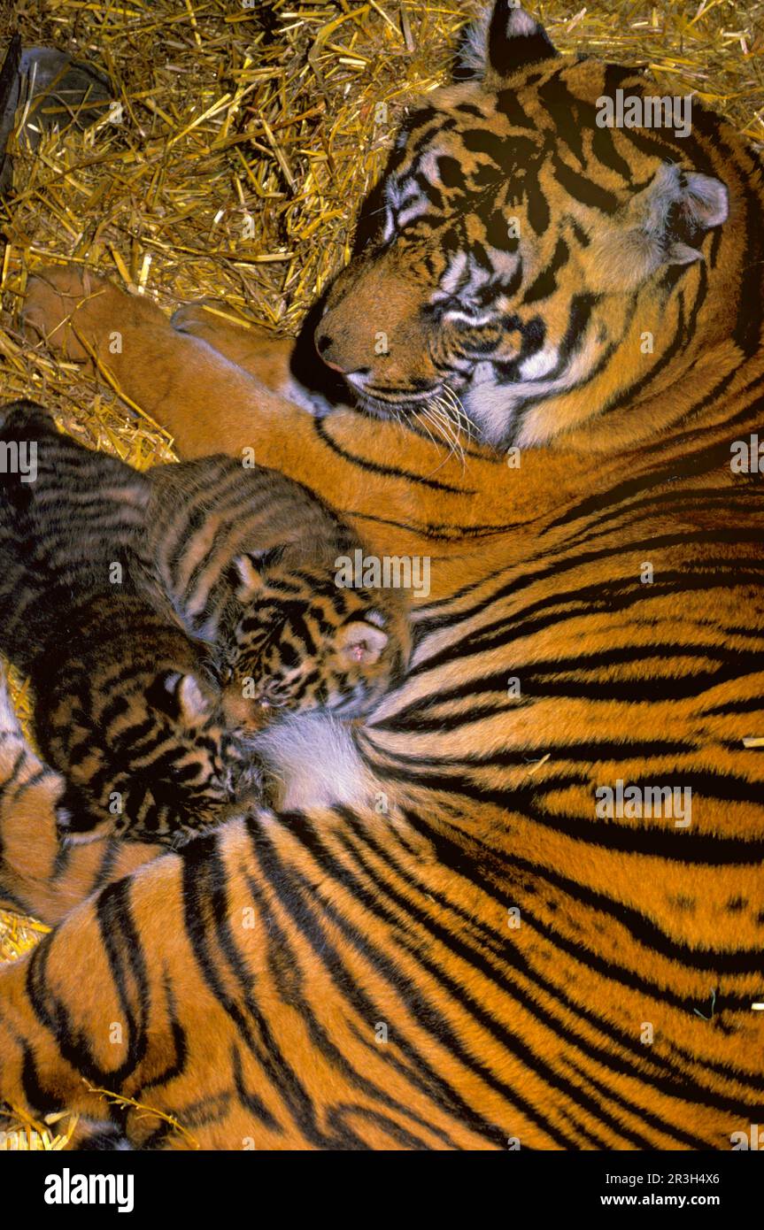 Indian tiger (Panthera tigris), Royal Bengal Tiger, Tiger, Predators ...