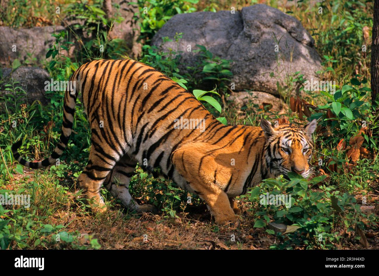 Indochinese tiger, Hind Indian tiger, Corbett tiger, Indochinese tigers ...