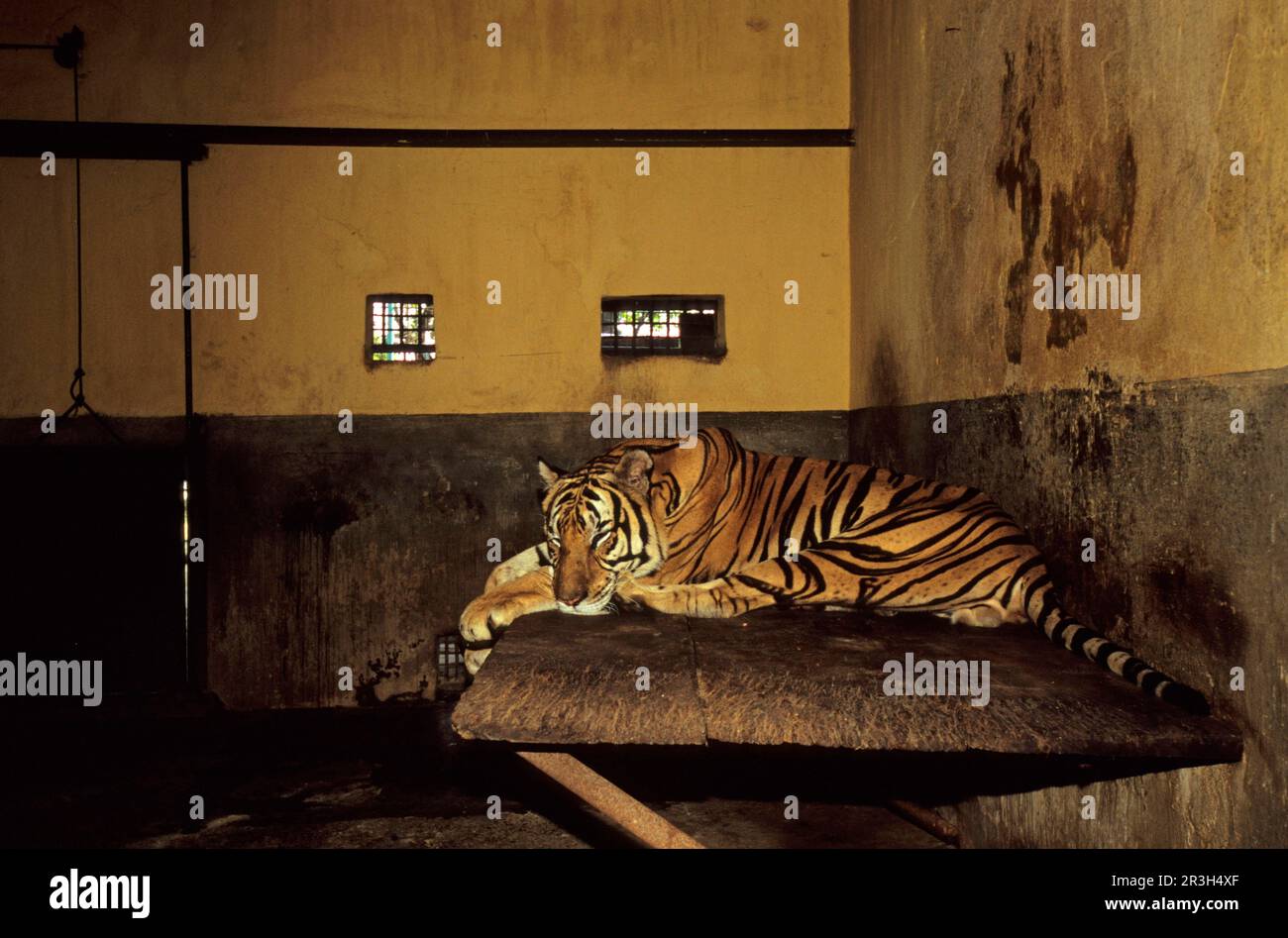 Indochinese tiger (Panthera tigris corbetti), Hind-Indian Tiger ...