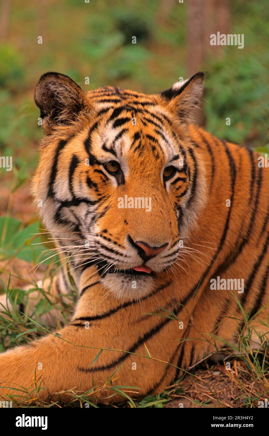 Indochinese tiger, Hind Indian tiger, Corbett tiger, Indochinese tigers ...