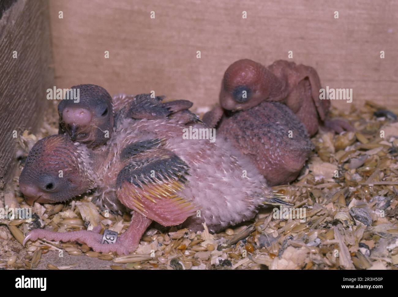 Budgies (Melopsittacus undulatus), chicks, 3 weeks, nest box, ringed ...