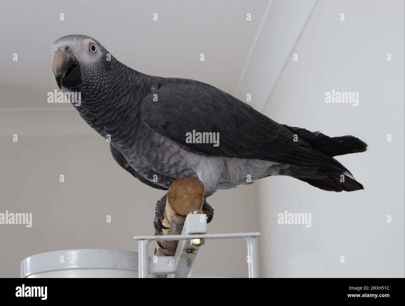 African grey parrot (Psittacus erithacus) on perch Stock Photo - Alamy