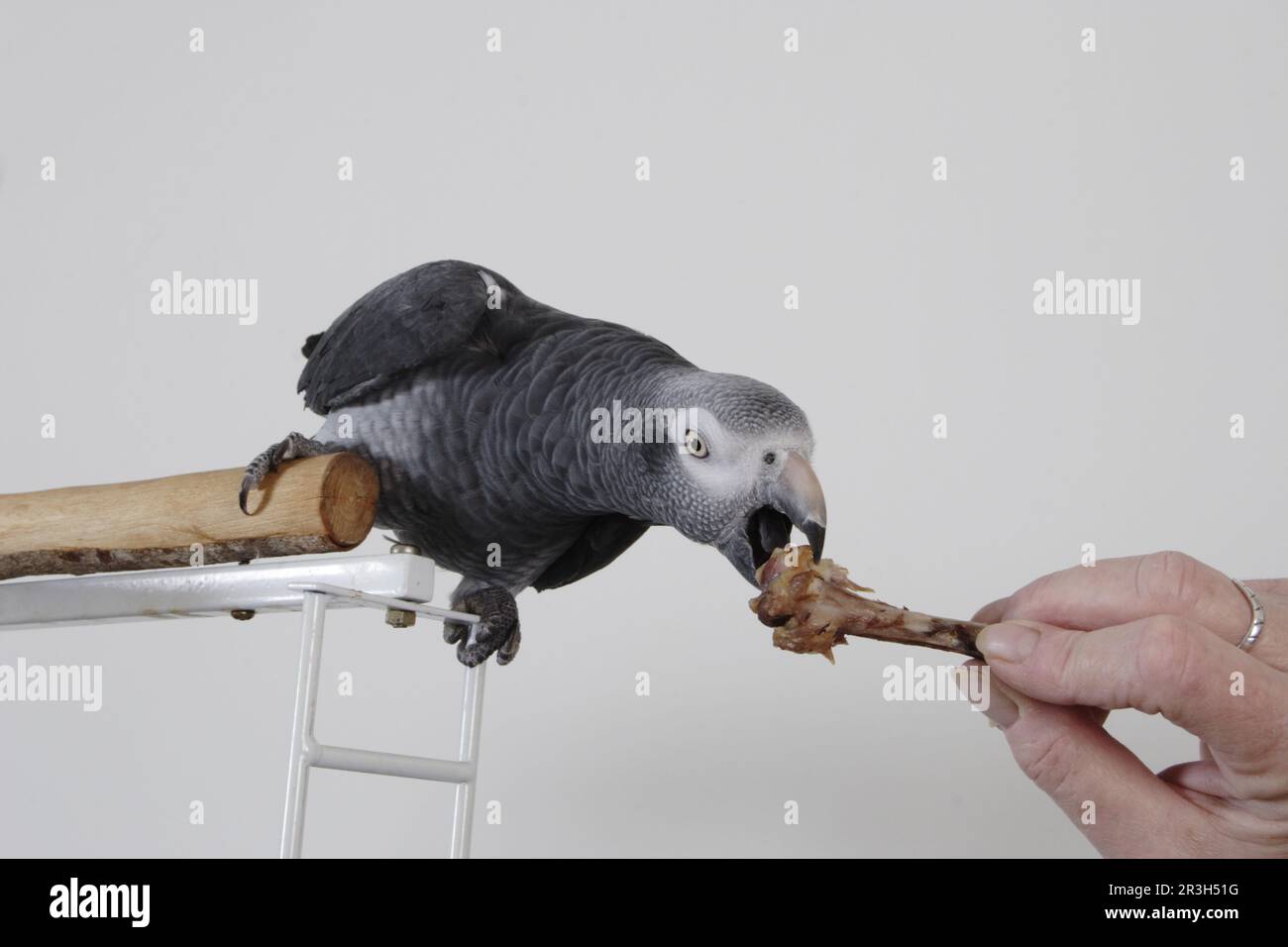 African grey parrot (Psittacus erithacus) gets bones to gnaw on Stock ...