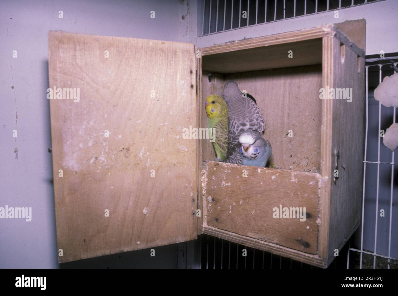 Budgies (Melopsittacus undulatus), show parakeet, show parakeets, young ...