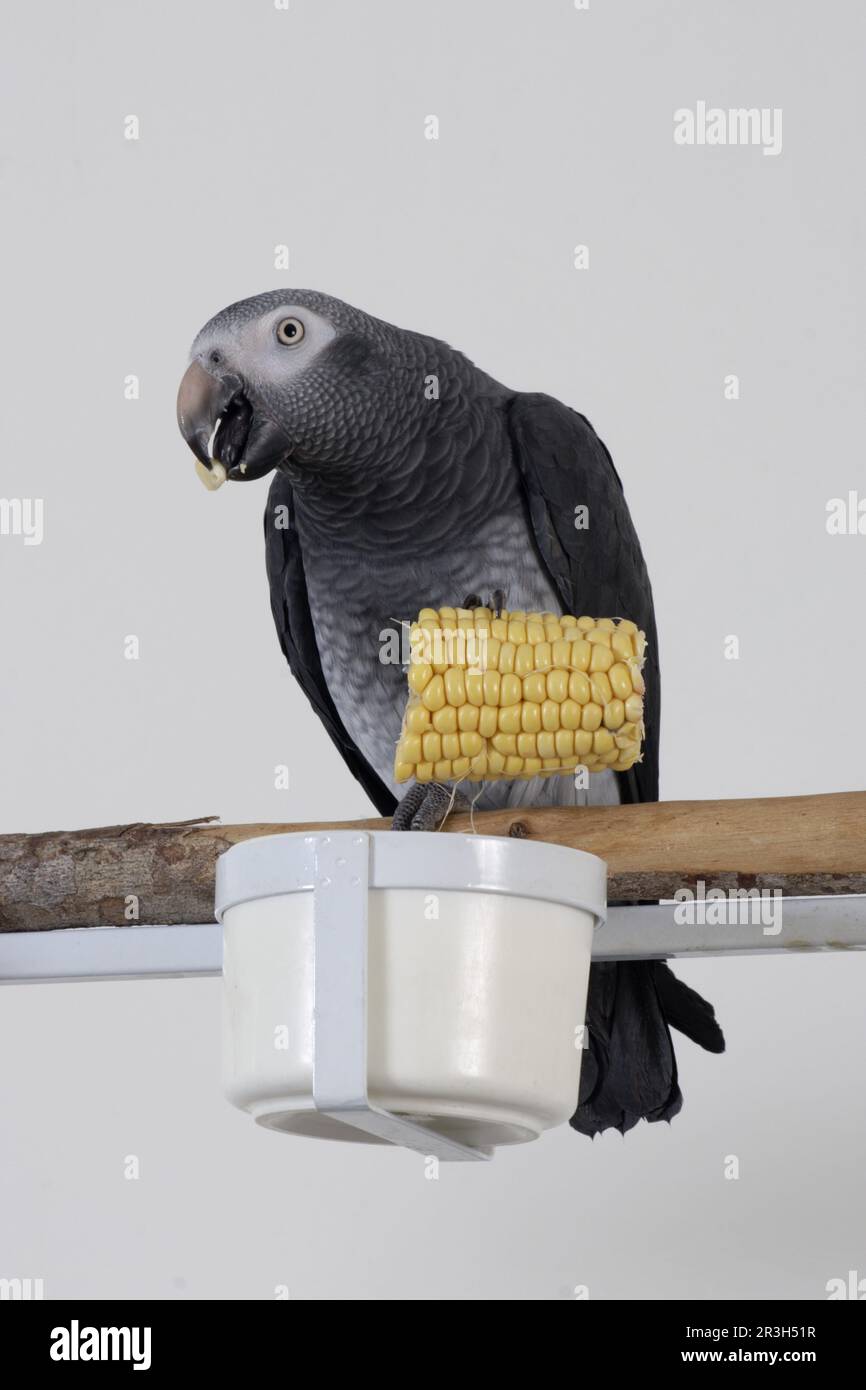African grey parrot (Psittacus erithacus) with corn on the corn cob ...