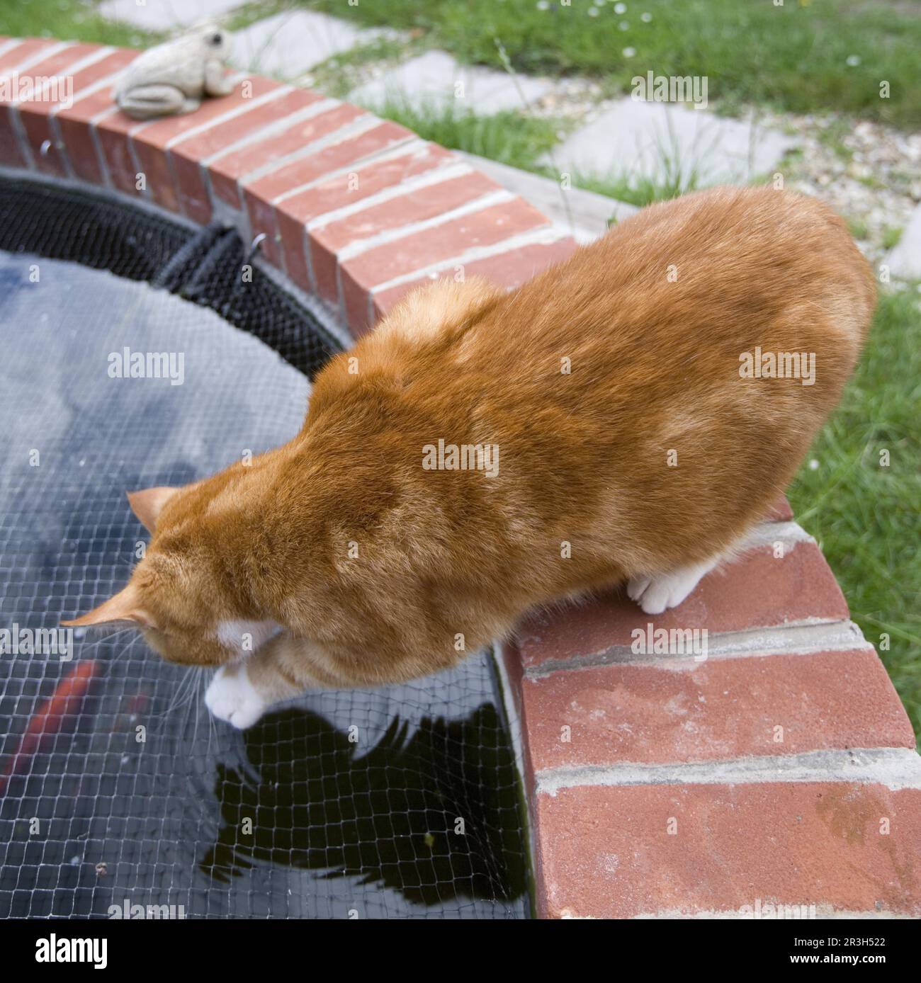 Ginger british shorthair tomcat hi-res stock photography and images - Alamy