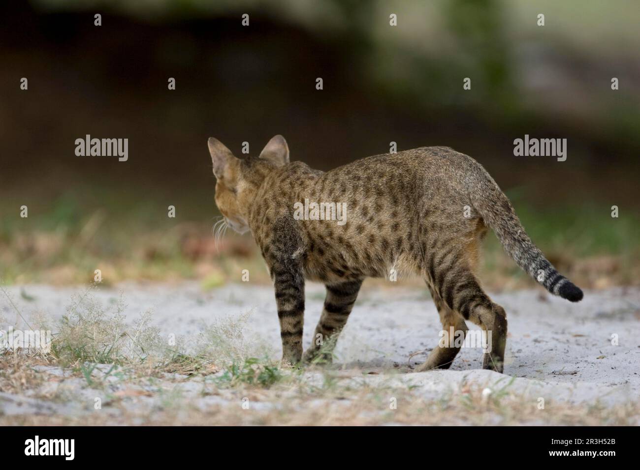 Semi wild cat hi-res stock photography and images - Alamy
