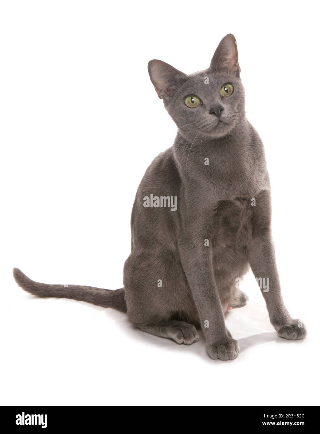 Korat cat hi-res stock photography and images - Alamy