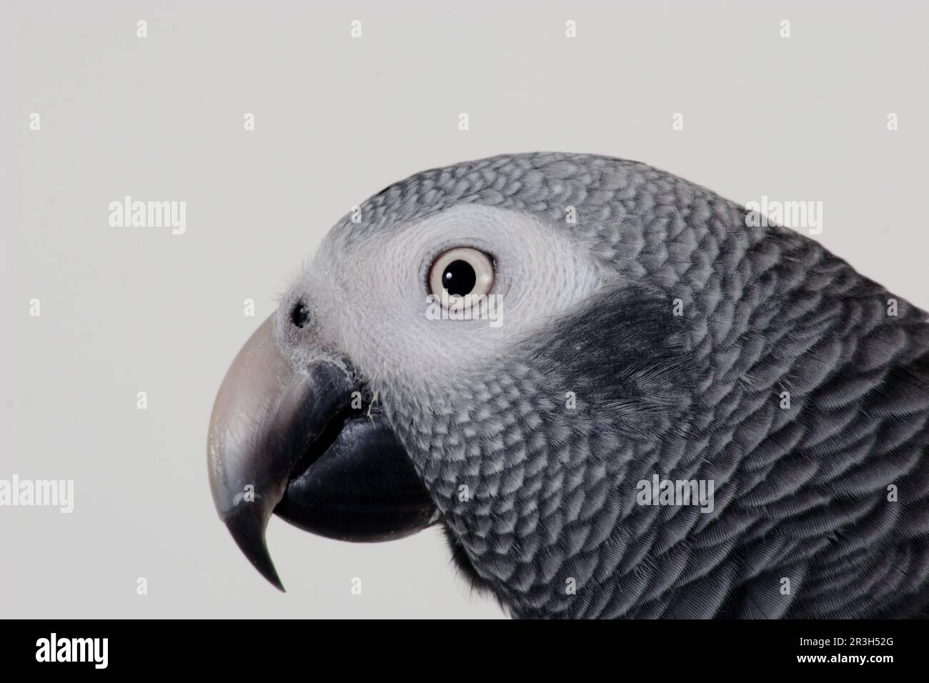 African african grey parrot (Psittacus erithacus) as a pet, close-up of ...