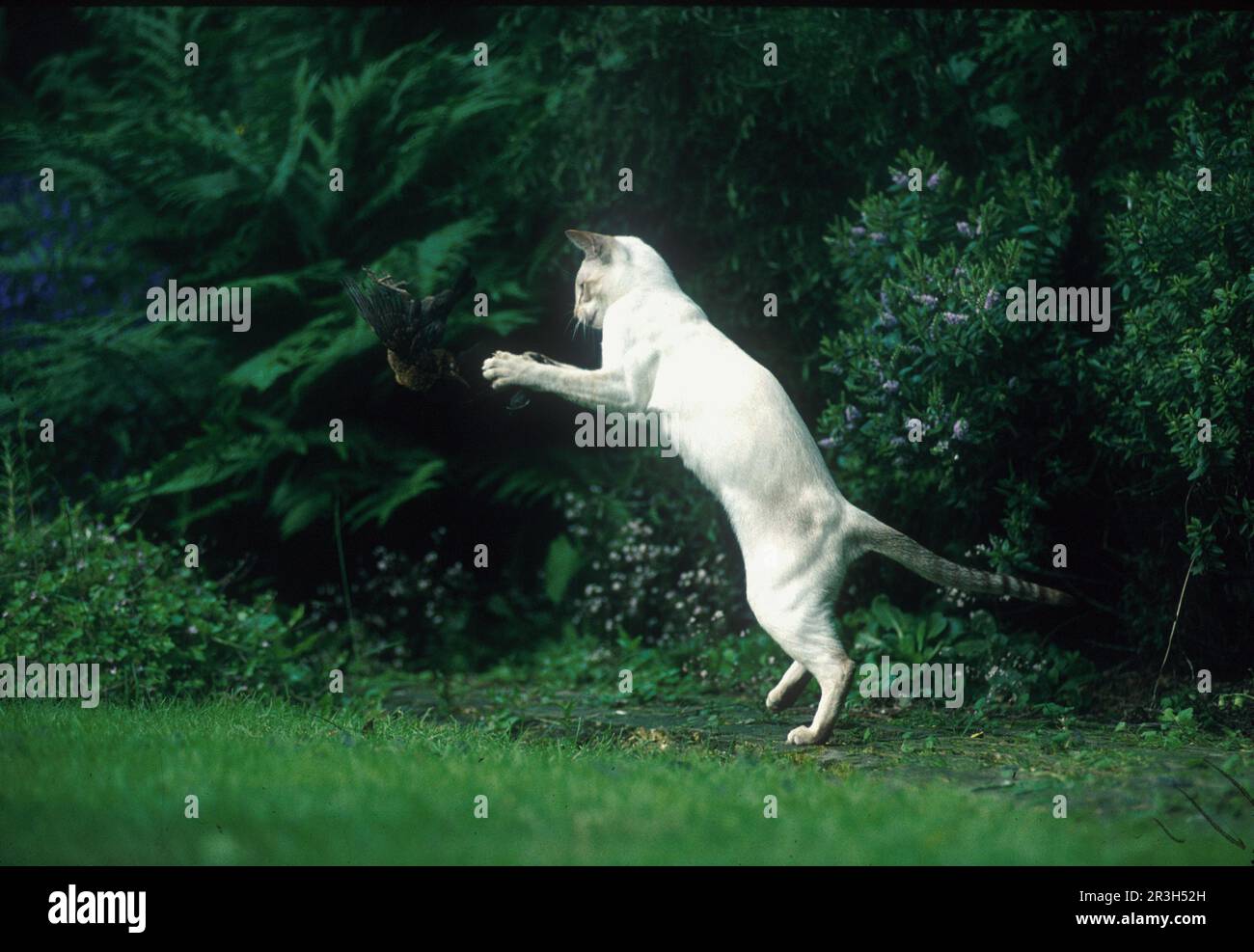 Captured mid movement hi-res stock photography and images - Alamy