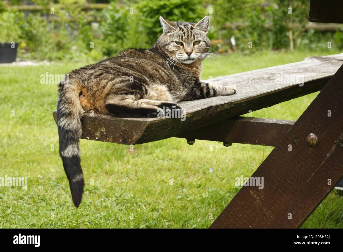 Mammal bench hi-res stock photography and images - Alamy