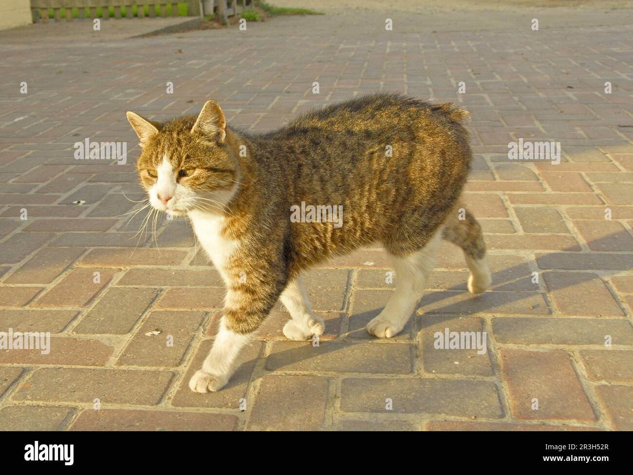 Manx domestic cat breed cat hi-res stock photography and images - Alamy