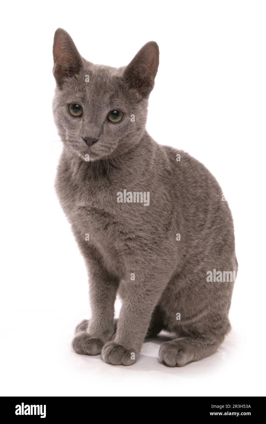 Russian Blue, kitten, 16 weeks Stock Photo - Alamy