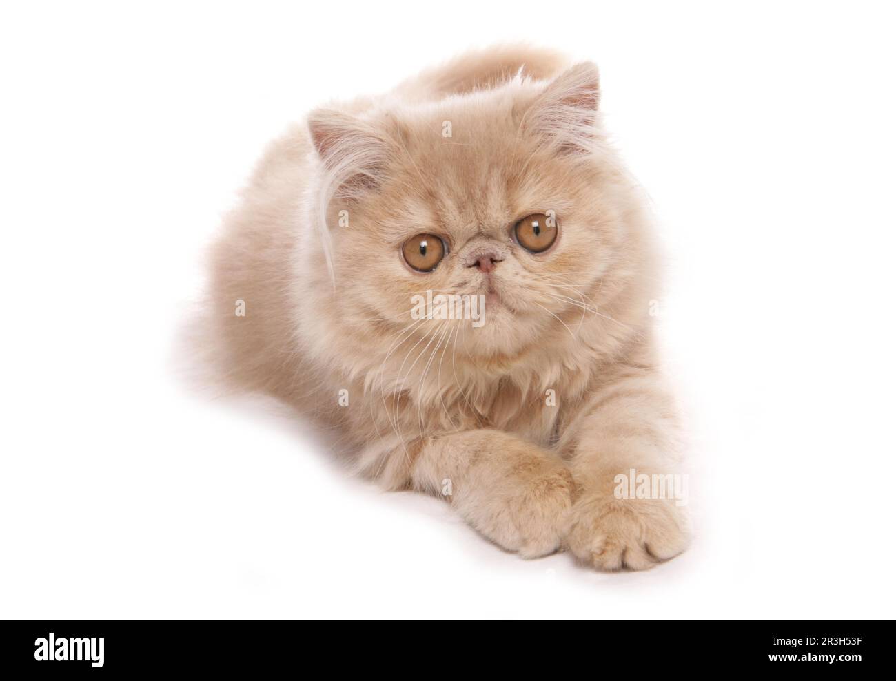 Persian cat, kitten, cream coloured Stock Photo - Alamy