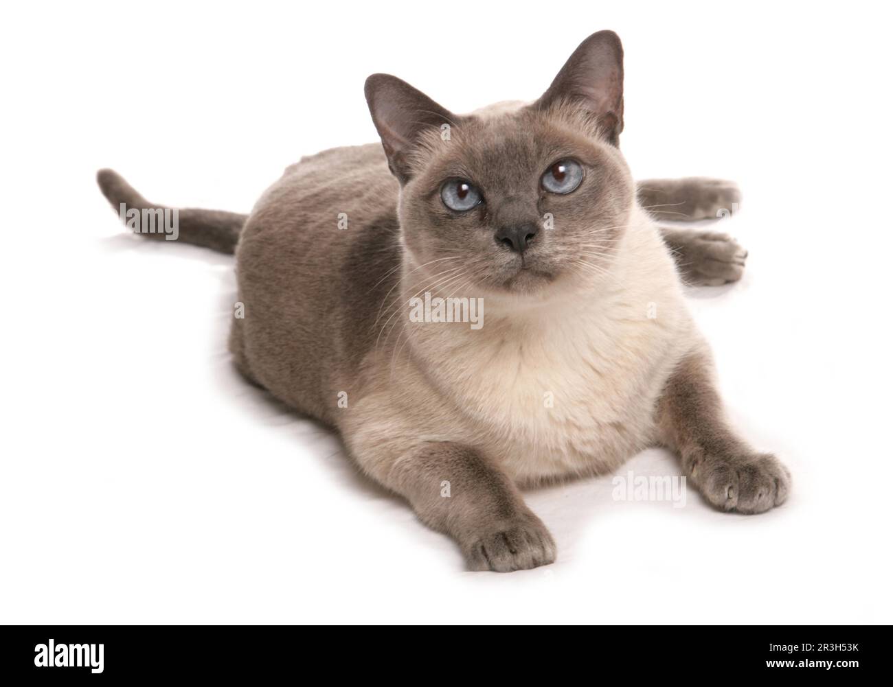Burmese animal hi-res stock photography and images - Alamy