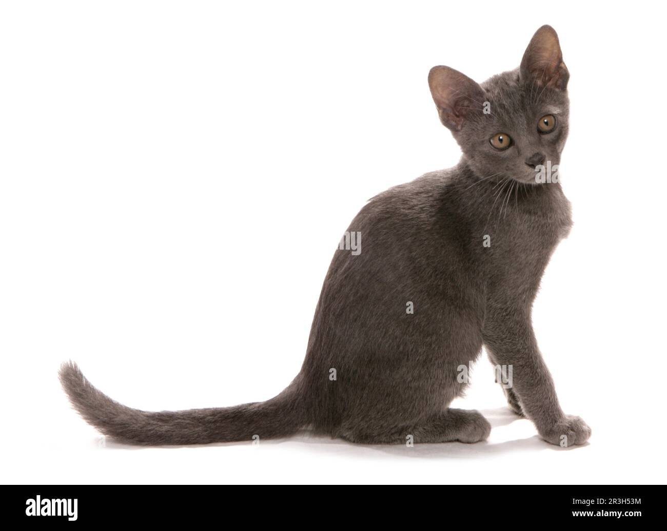 Korat kitten kitten hi-res stock photography and images - Alamy