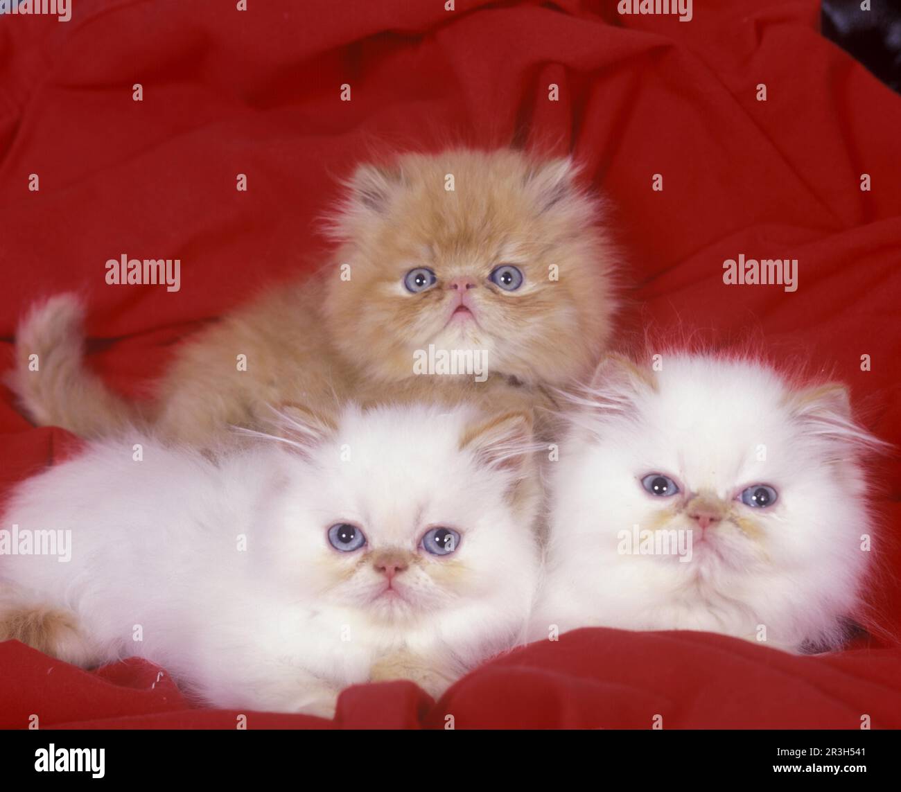 Domestic cat, Persian, three kittens Stock Photo - Alamy