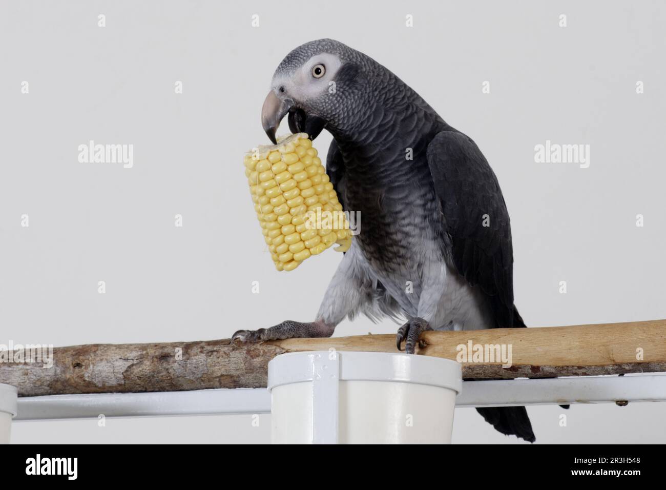 African grey parrot (Psittacus erithacus) with corn on the corn cob ...