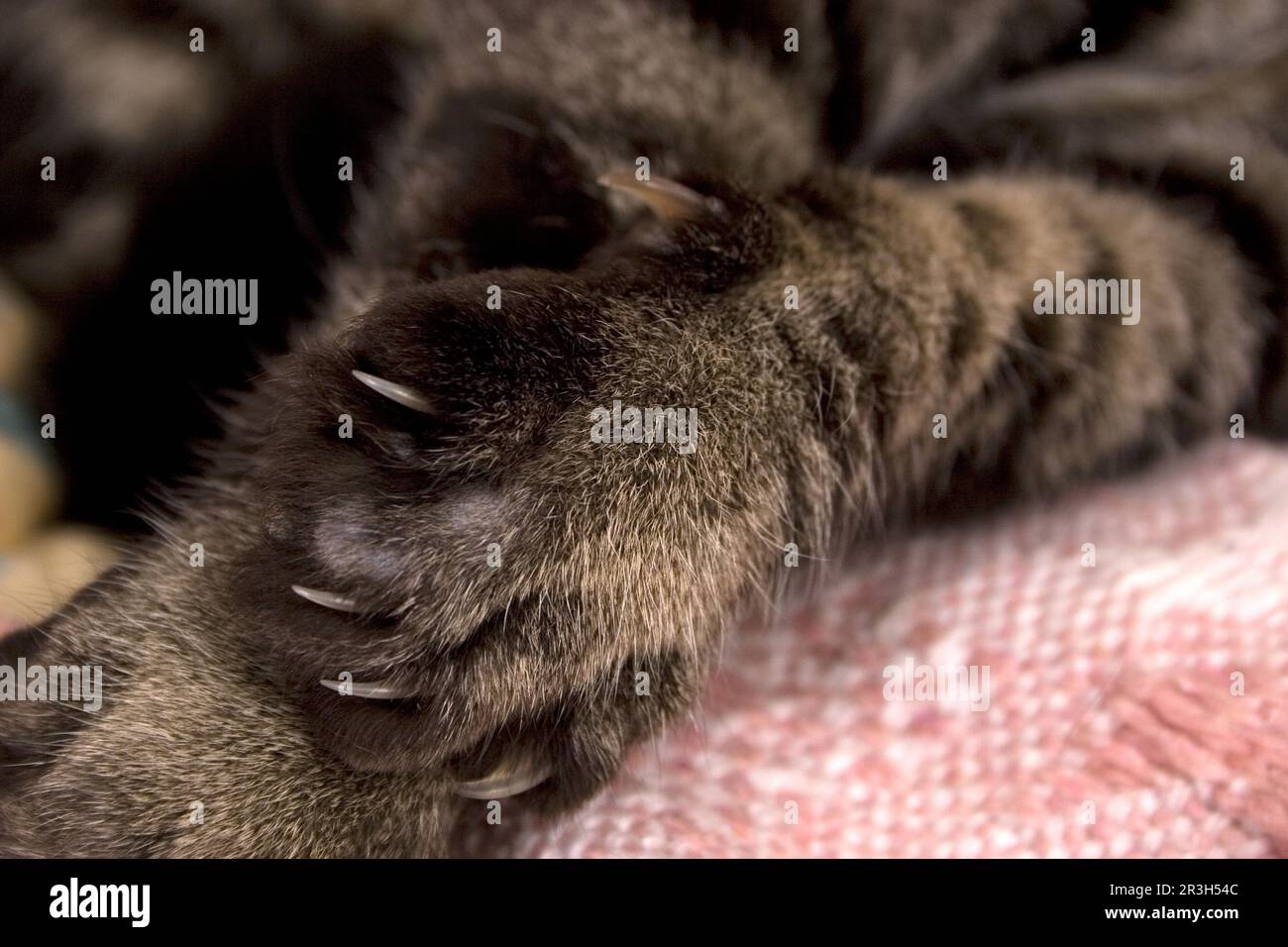 Domestic cat paw hi-res stock photography and images - Alamy