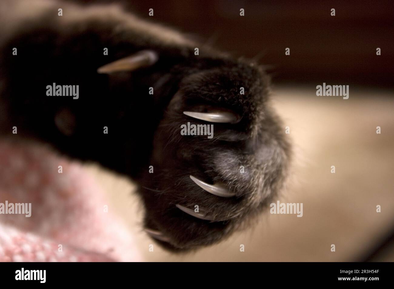 Domestic cat paw hi-res stock photography and images - Alamy