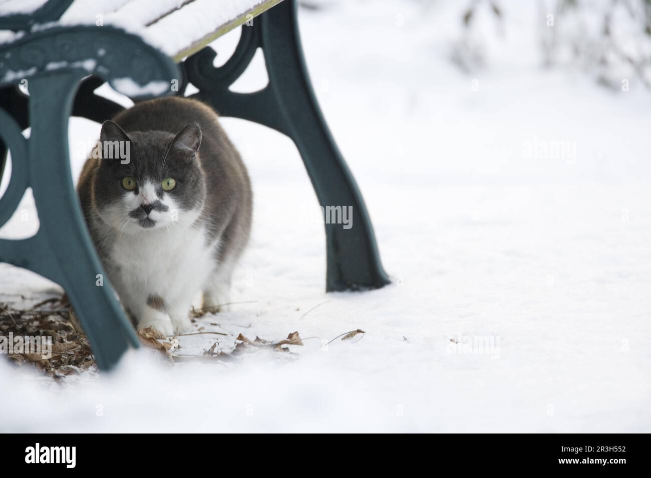 House cat under garden bench, England, Great Britain Stock Photo - Alamy