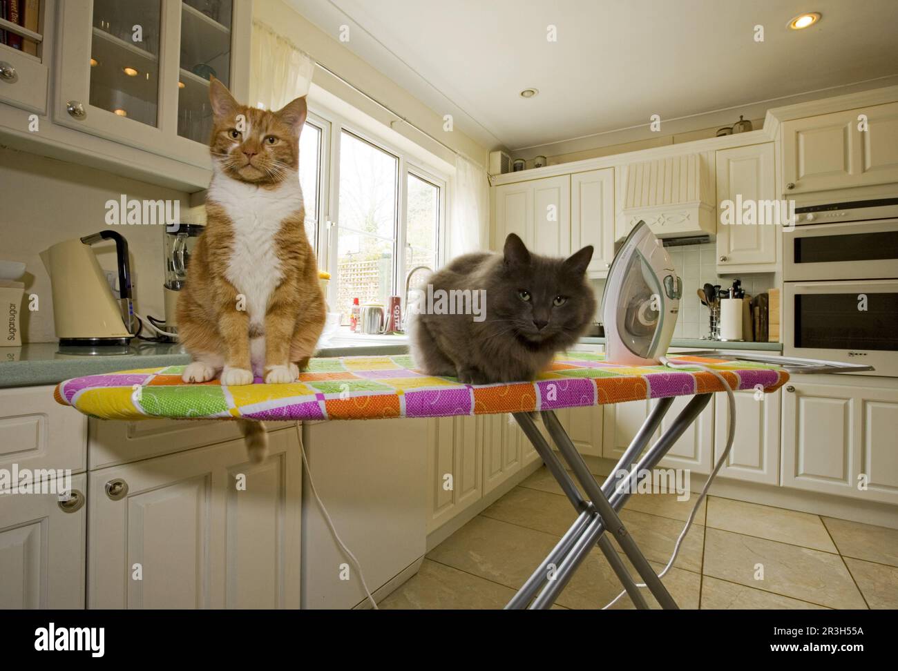 Domestic Cat, ginger and white tabby adult and grey adult, sitting on ...