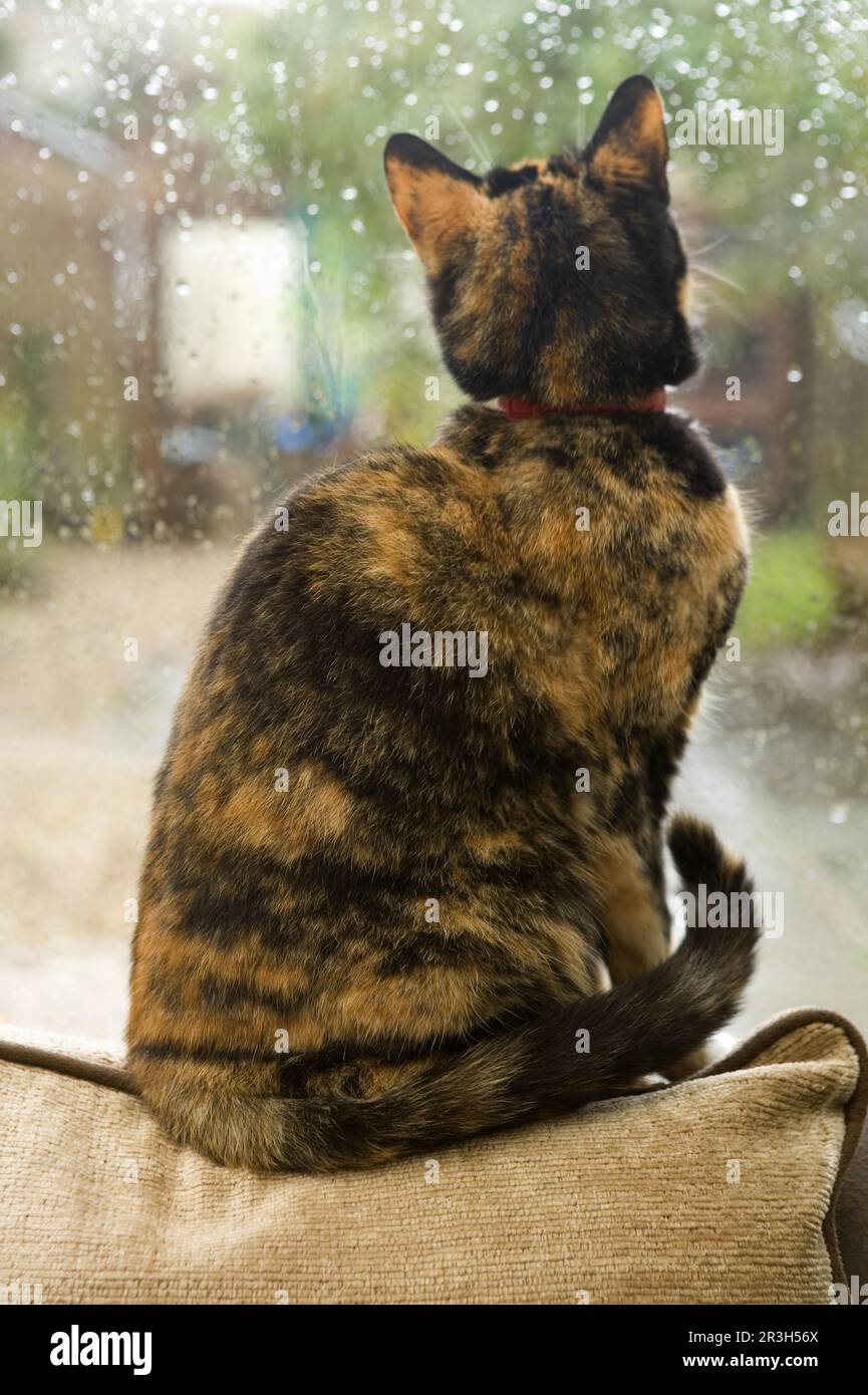 Domestic Cat, tortoiseshell adult female, sitting on furniture beside ...