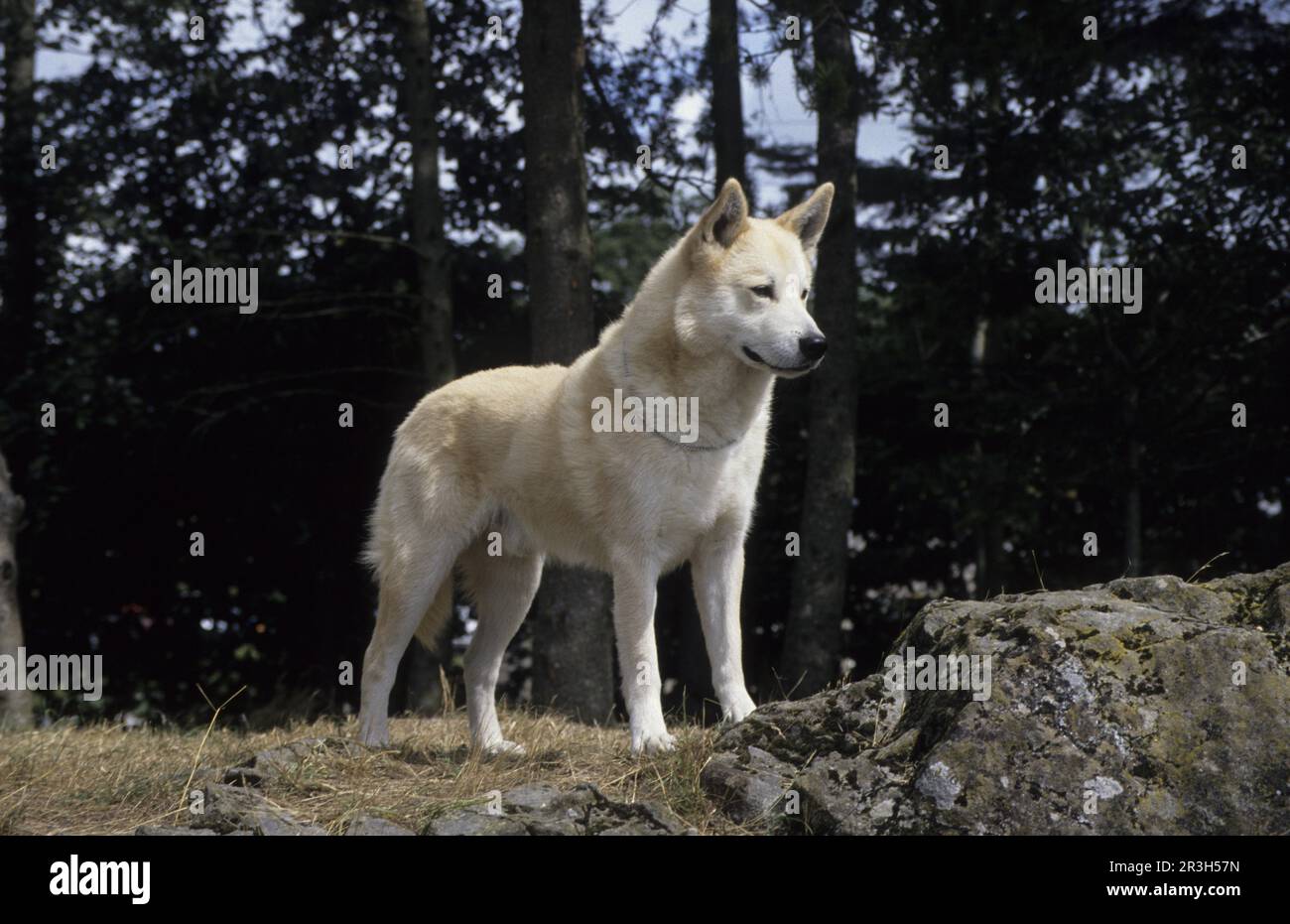 Israel canaan dog hi-res stock photography and images - Alamy