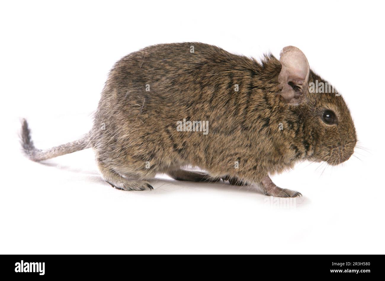 Degu (Octodon degus) adult, standing Stock Photo - Alamy