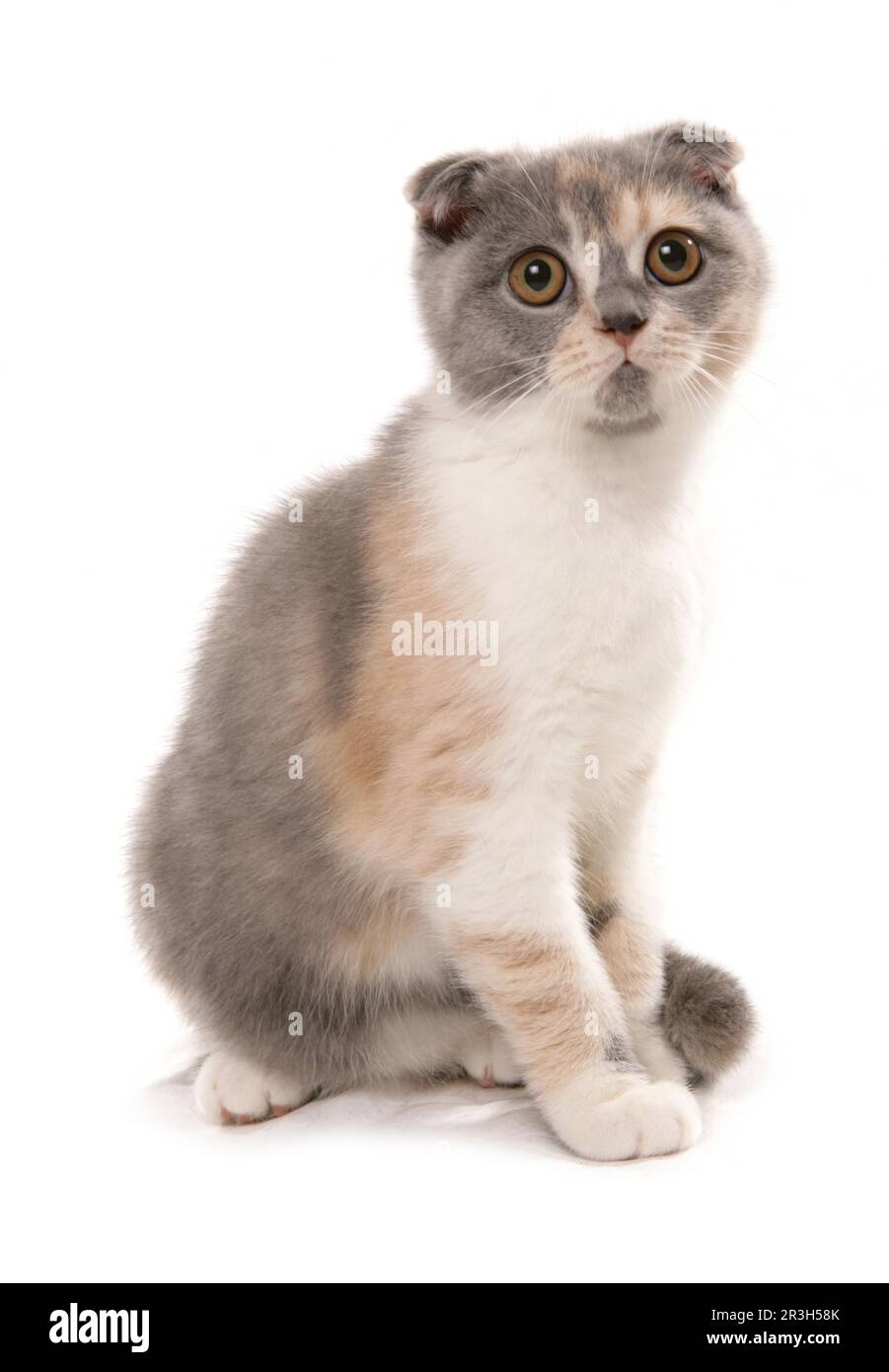 Domestic cat, Scottish Fold, blue and white tortie, adult, sitting ...
