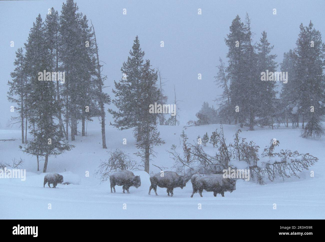 Yellowstone bison herd hi-res stock photography and images - Alamy