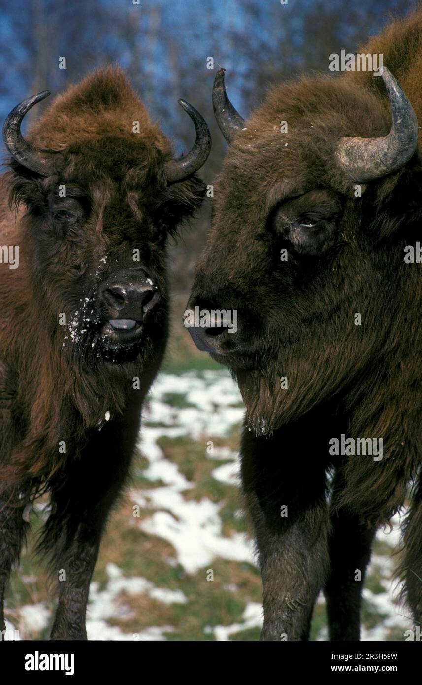 Wisent, european bisons (Bison bonasus), ungulates (cloven-hoofed ...