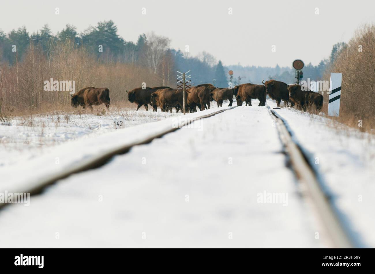 Bison run line hi-res stock photography and images - Alamy