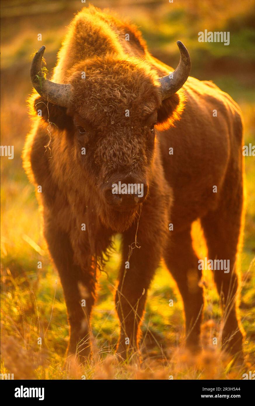 European bisons (Bison bonasus), ungulates (cloven-hoofed animals ... European bisons (Bison bonasus), ungulates (cloven-hoofed animals ...