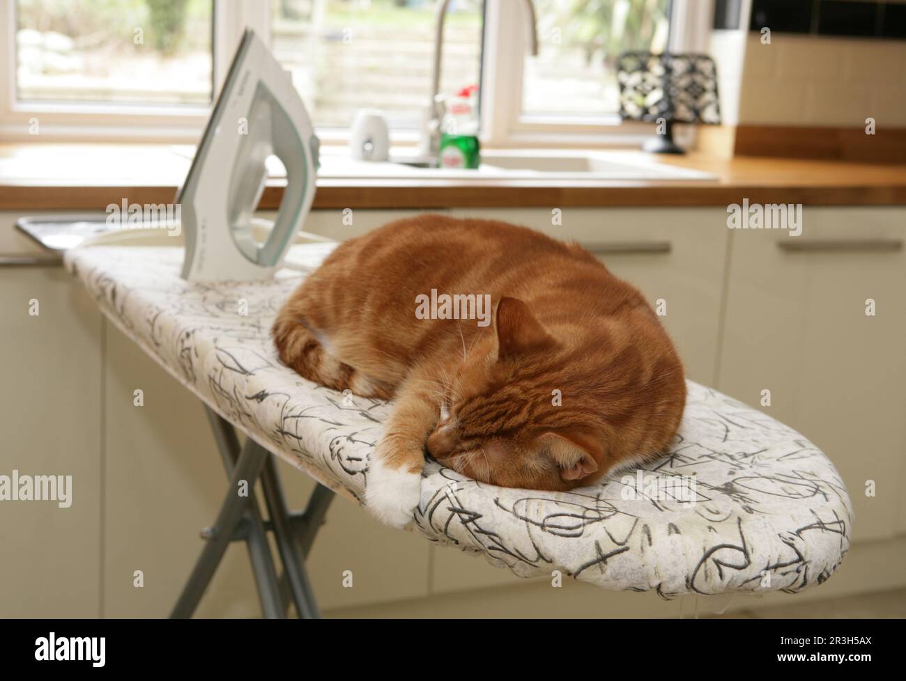 House cat sleeping on ironing board, next to iron, red-tabby-white ...
