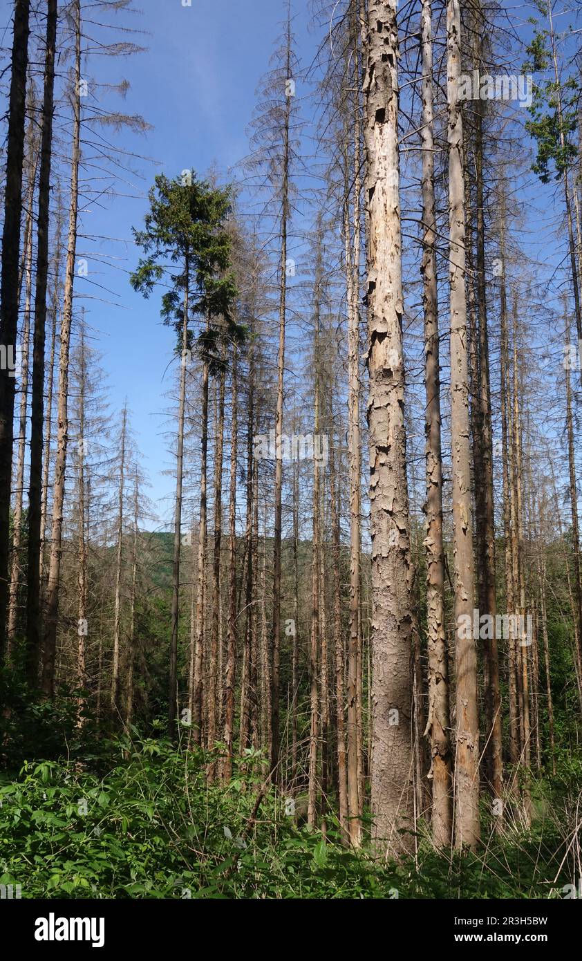 Forest dieback in the Westerwald Stock Photo - Alamy