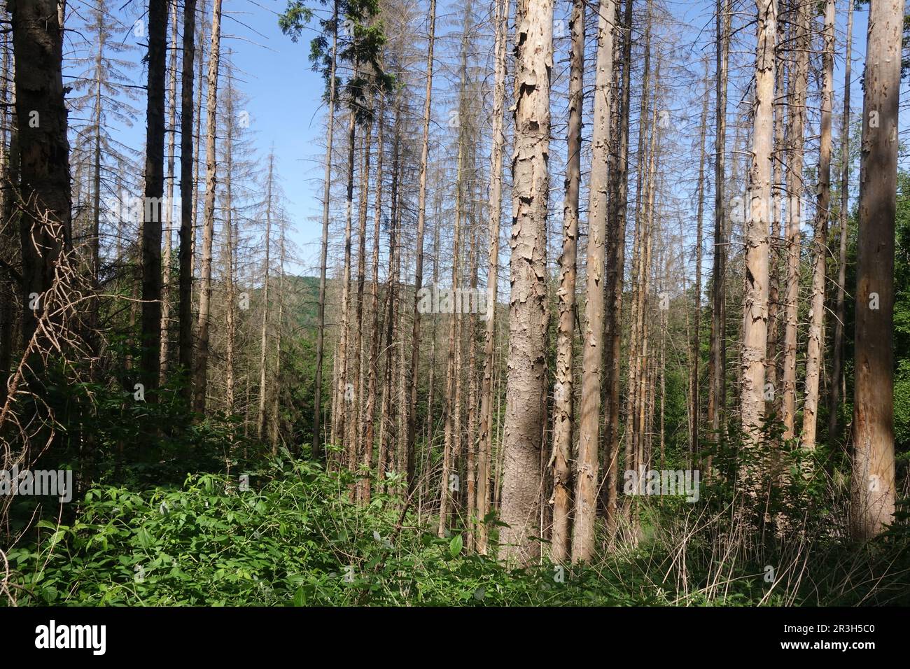 Forest dieback in the Westerwald Stock Photo - Alamy