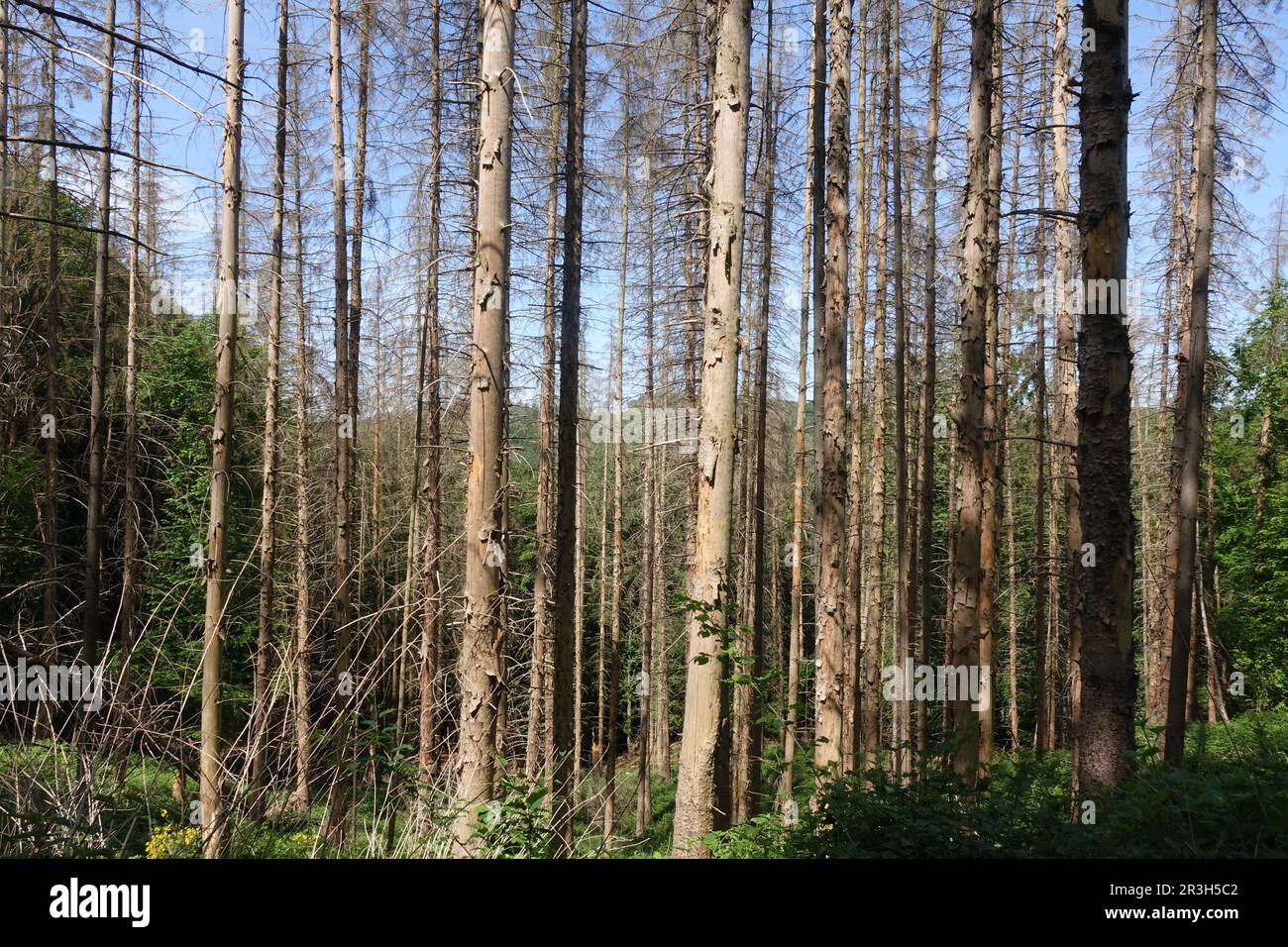 Forest dieback in the Westerwald Stock Photo - Alamy