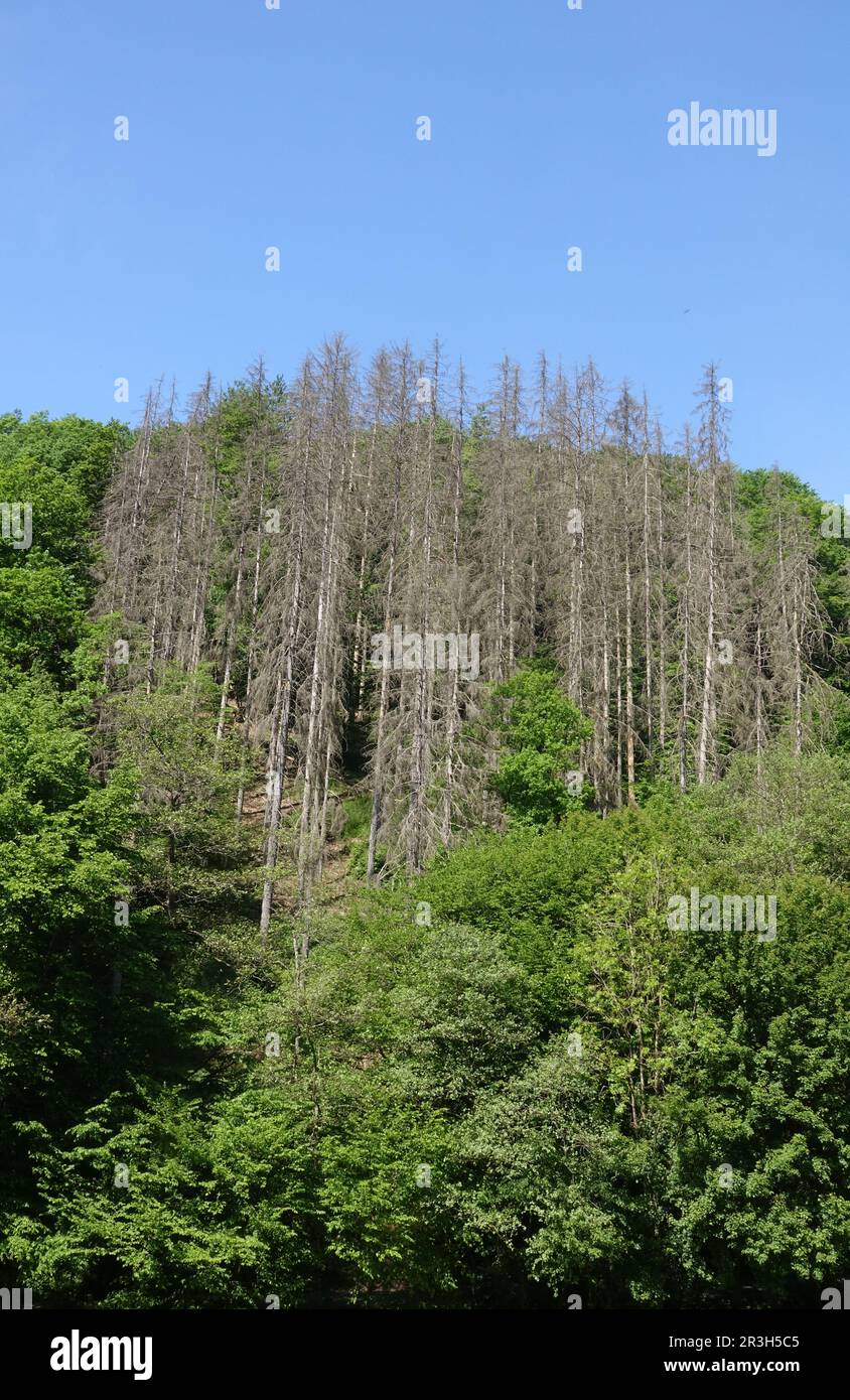 Forest dieback in the Westerwald Stock Photo - Alamy